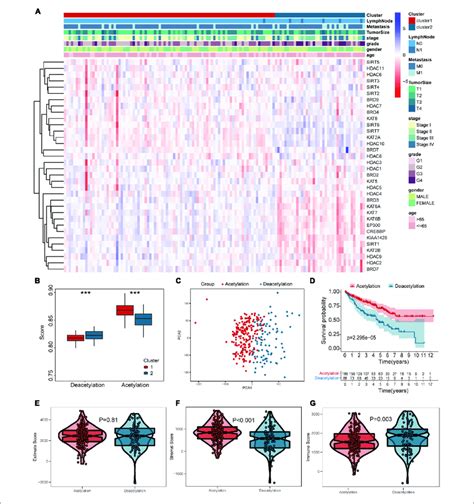 Heatmap And Verification Of Histone Acetylation Related Molecular