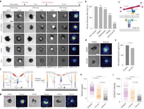 F Actin And Membrane Bending Contribute To Tcr Force Generation A Download Scientific Diagram