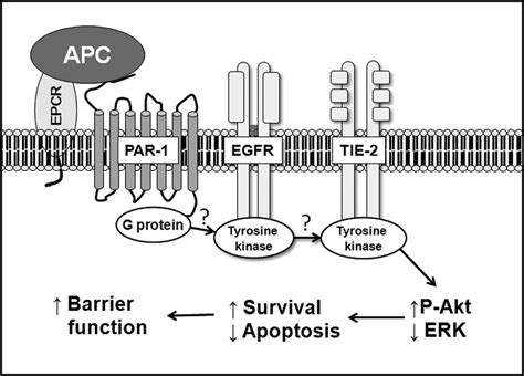Proposed Signal Pathway For The Protective Role Of Apc On Barrier Download Scientific Diagram