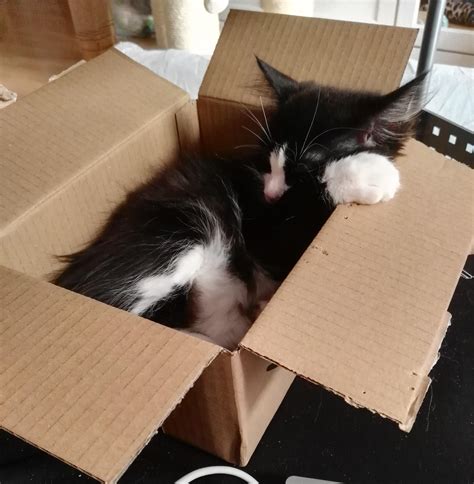 Tiny Pussy In A Box TIGHTPUSSY