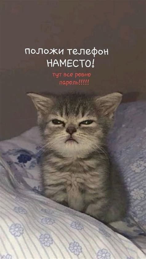 Пин от пользователя 🎀 𝕻𝖔𝖒𝖓𝖎 🎀 на доске Ваши пины Смешные фотографии кошек Забавные обои