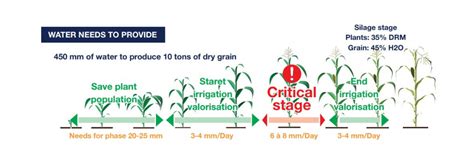 Maize Irrigation Management Mas Seeds Sas