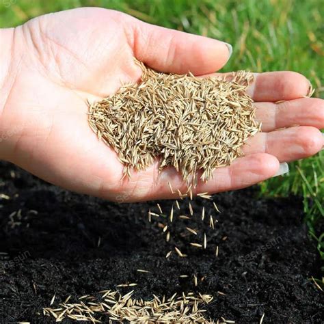 🔥 Four Seasons Evergreen Grass Seeds