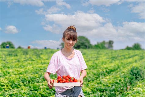 과일 농장의 딸기 밭 들판에서 딸기를 따는 소녀 바구니에 담긴 신선한 익은 유기농 딸기 유기농 딸기 농장의 나무 바구니에 담긴 베리 농장의 신선한 빨간 딸기 16 17 살에