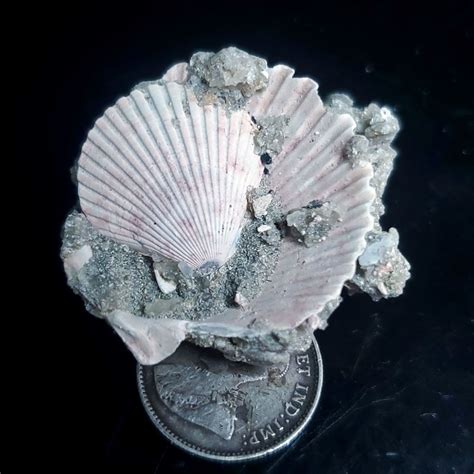 Fossilized Shell S Dan Hurd Prospecting