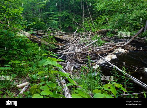 Trout Habitat Stock Photos Trout Habitat Stock Images Alamy