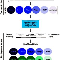 Schematic Of Bioinformatics Pipeline Used For Processing Of NGS Libraries