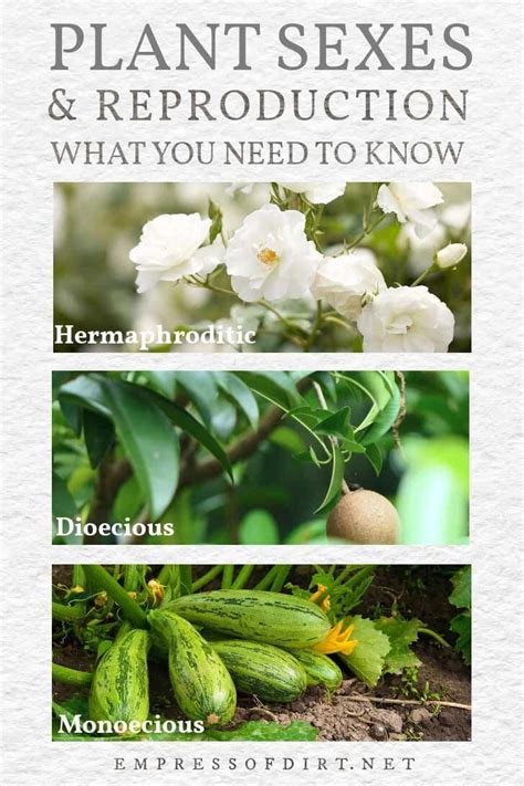 Plant Sexes Reproduction Are There Male Female Plants