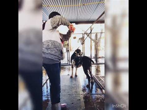 Artificial Insemination Of Female Great Dane High Speed Video Youtube