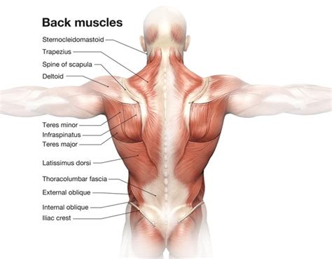 Muscle Chart Back 12 Photos Of The Back Muscle Chart