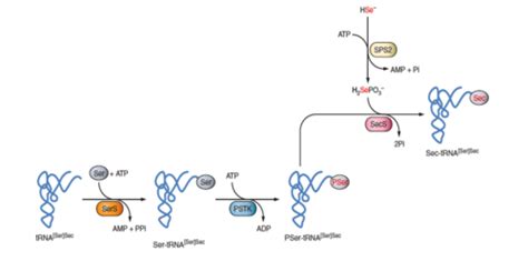 Selenium Flashcards Quizlet
