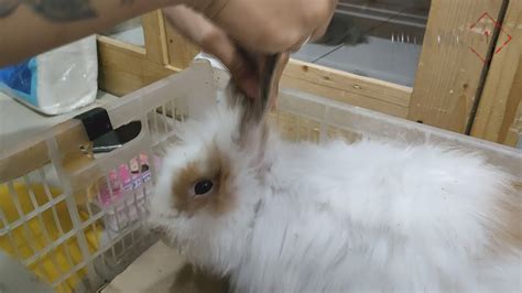 GROOMING KELINCI | MEMANDIKAN KELINCI FUZZY LOP PENUH GIMBAL - YouTube