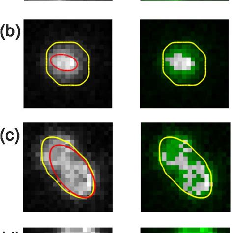 Segmented Cells Rings Highlighted In White Images On The Left Show