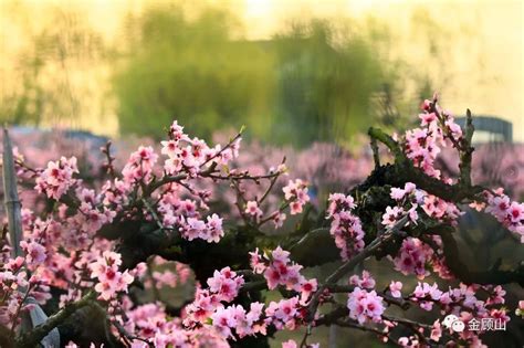 真美！澎湃号·政务澎湃新闻 The Paper