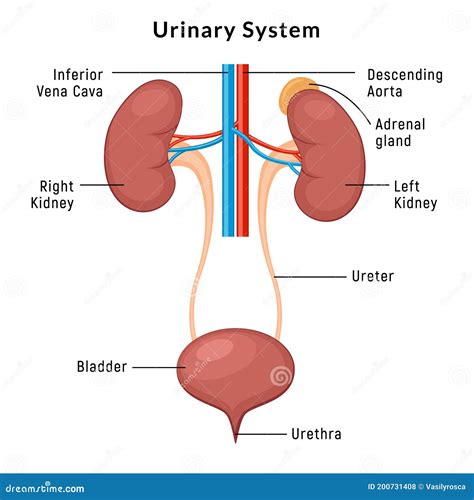 Anatomy Of Female Urinary Bladder Stock Illustration 25883746