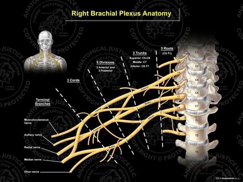 Brachial Plexus Anatomy Model