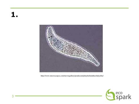 Ppt Water Quality Monitoring With Benthic Macroinvertebrates Benthic Macroinvertebrate