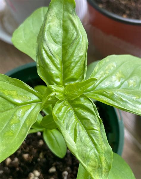 바질 잎이 우글거리고 끈적거려요ㅜ 지식in