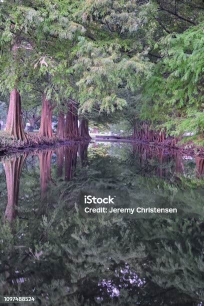 나무와 뉴 올 리 언 즈 묘지와 정원 지구 루이지애나 미국 풀 반영 등을 둘러싼 독특한 자연 측면의 전망 늪지에 대한 스톡 사진