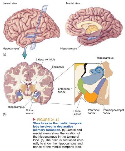 Ch Memory Flashcards Quizlet