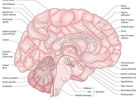 3 Diagram Of The Medial View Of A Sagittal Section Of The