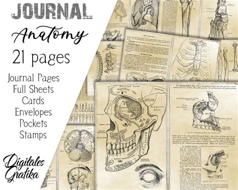 Anatomy Journal Kit Skeletal Envelopes Skeleton Human Etsy