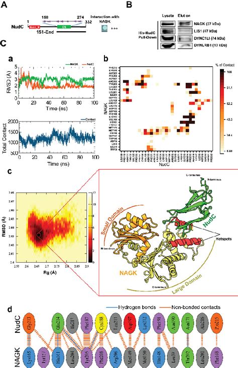 Verification Of Interaction Of N Acetylglucosamine Kinase Nagk With Download Scientific