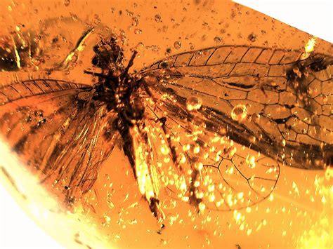 Butterfly Amber Fossils