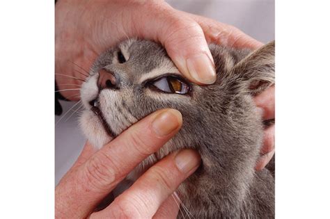 The Mystery Of The Cats Inner Eyelid Scientific American