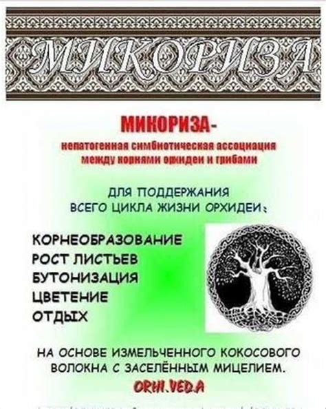 Микориза для орхидей и др. комнатных растений | Festima.Ru – частные ...