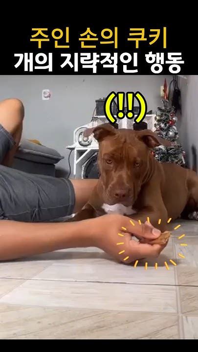 이걸 먹어 말아 양심과 입 사이의 줄다리기 견생 최대 딜레마의 지략적인 결말 Youtube