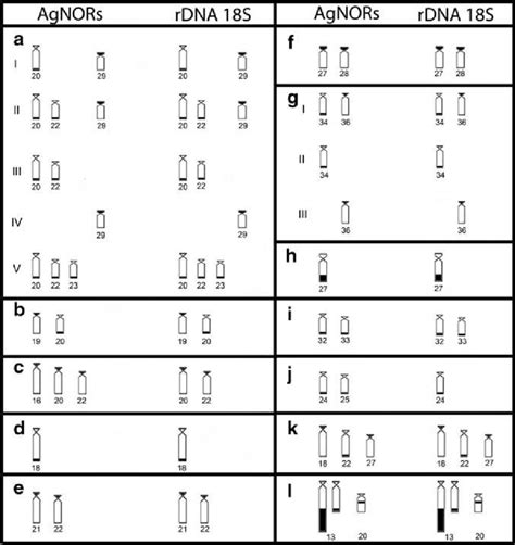 Ideogram Of Pairs Of Marker Chromosomes Identified By Impregnation With