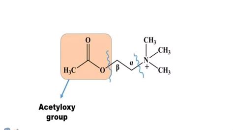 Cholinergic Agonist Pdf