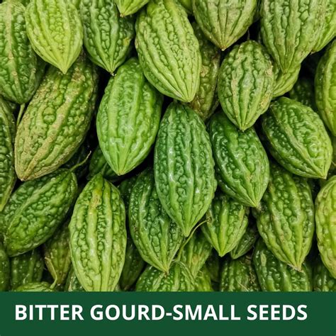 Farmgokart Bitter Gourd Small Karela Hybrid F1 Seed 10 Seeds Per