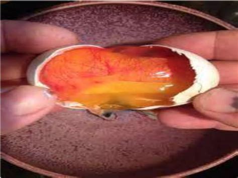 Animals Reproduction Pptx