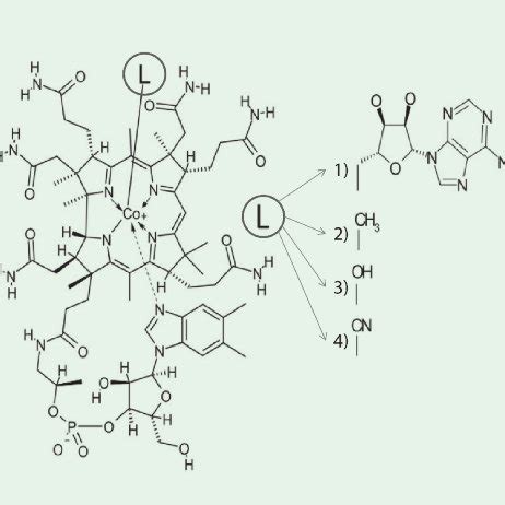 Structure of vitamin B 12 and coenzyme forms: 1)... | Download ...