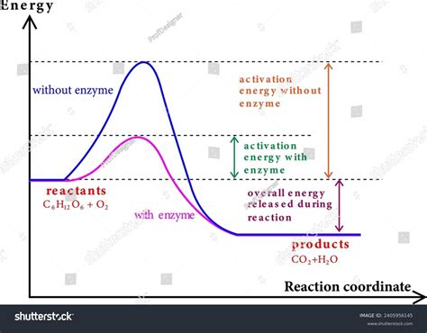 Diagram Showing Catalytic Reaction Energy Niveau Stock Vector Royalty Free 2405956145
