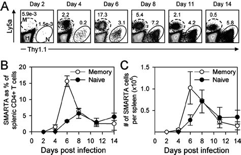 Kinetics Of Naive And Memory CD4 T Cells In The Same Mouse Wildtype Download Scientific