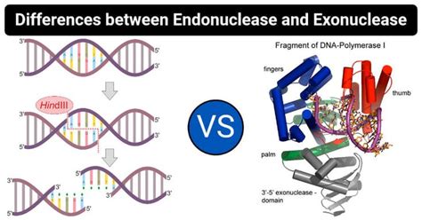 Differences Between Endonuclease And Exonuclease Study Planner Molecular Biology Dna Repair