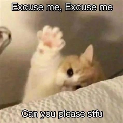 40 Sassy Cats That Are Too Dramatic For Their Own Good Artofit