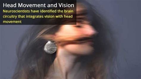 Neuroscientists Identify The Retrosplenial Cortex As An Integrator Of Vision And Head Movement
