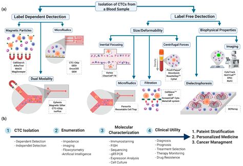 Circulating Tumor Cell Detection Technologies And Clinical Utility