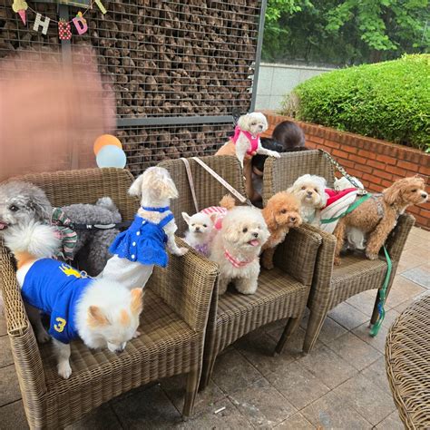 정희정 다람쥐뽕 🤎 오늘 베베 친구들과 생파했어요 우리 베베 친구 많죠 아침 저녁으로 같이 산책하는 산책 단짝 칭구들이에요 🤎 사진보다가 넘 고맙고 감사해서 혼자서