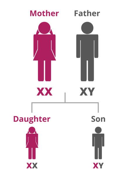 80 Chromosome Xy Stock Illustrations Royalty Free Vector Graphics