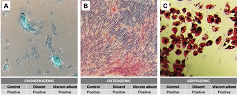 In Vitro Differentiation Of Msc In Multilineages After The 10 µl Ml Va Download Scientific