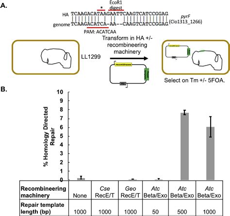 Figure 1 From Development Of Both Type Ib And Type Ii Crisprcas Genome Editing Systems In The