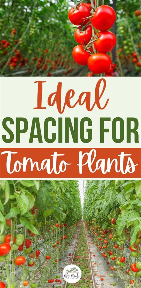 Ideal Spacing For Tomato Plants Tomato Plants Tomato Garden Vegetable Garden Planning