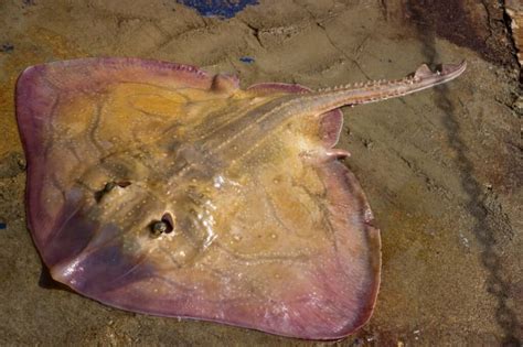 Skate Fish Facts Pictures And Questions