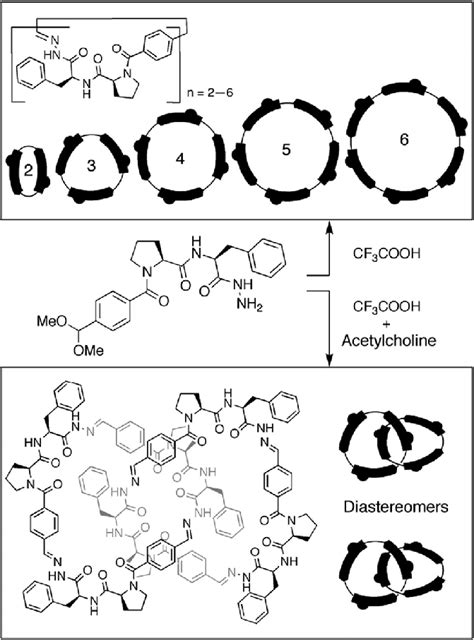 Dynamic Combinatorial Library For Catenane Synthesis Download