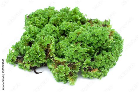 Green Floating Azolla Pinnata Azolla Microphylla Isolated On White Background Used As An